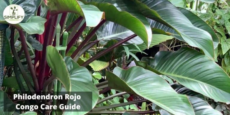 Philodendron "Rojo Congo" Care Guide - Simplify Gardening