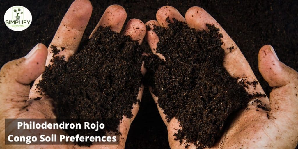 Philodendron "Rojo Congo" Care Guide - Simplify Gardening