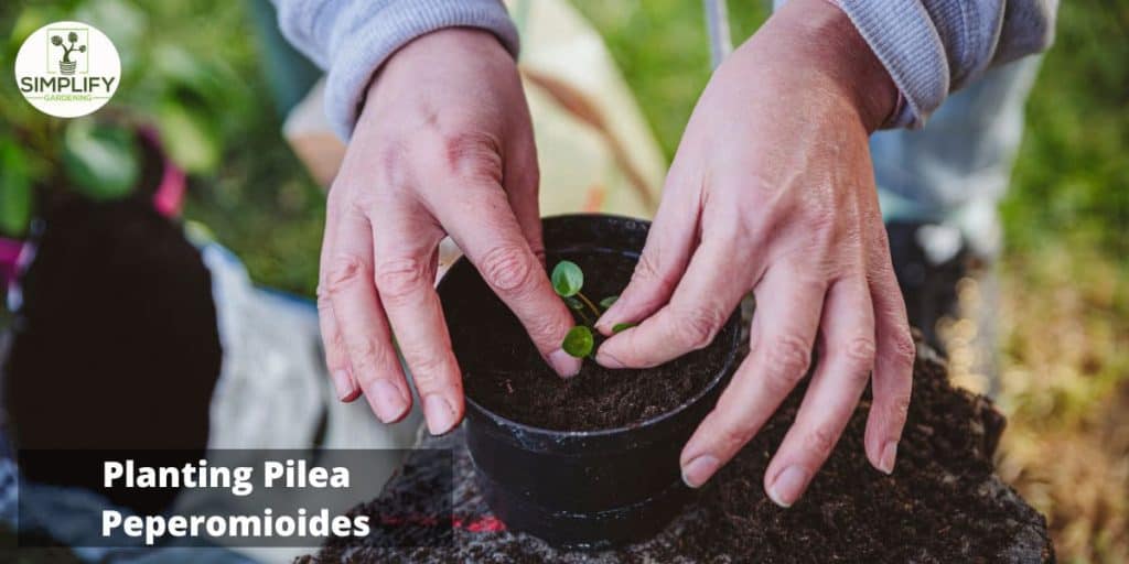 How to Propagate Pilea Peperomioides Successfully - Simplify Gardening