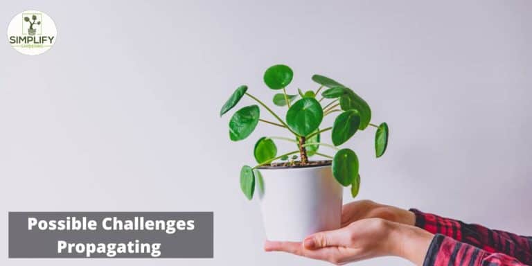 How to Propagate Pilea Peperomioides Successfully - Simplify Gardening