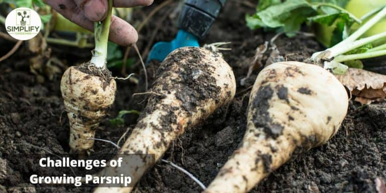 How Long Do Parsnips Take To Grow At Home - Simplify Gardening