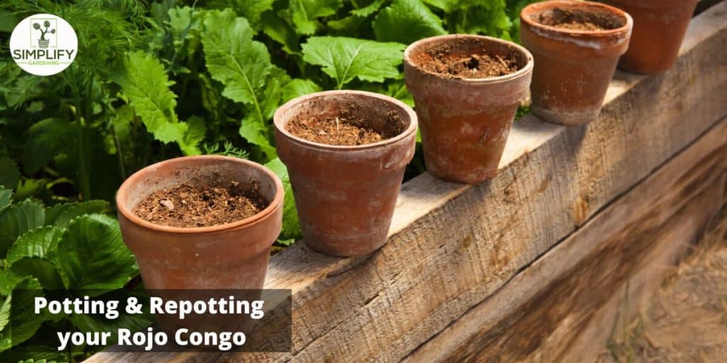 Philodendron "Rojo Congo" Care Guide - Simplify Gardening