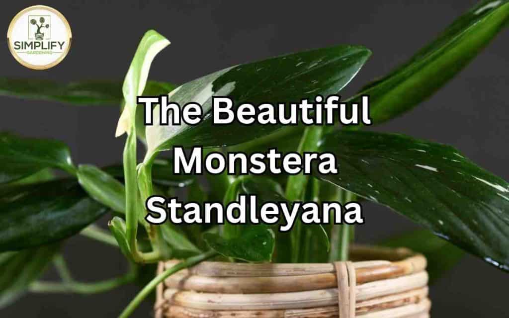 The Beautiful Monstera Standleyana: Care Guide: Lush Growth - Simplify ...