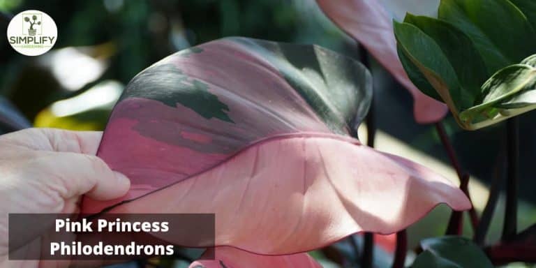 Philodendron Pink Princess Care: Expert Tips for Success! - Simplify ...