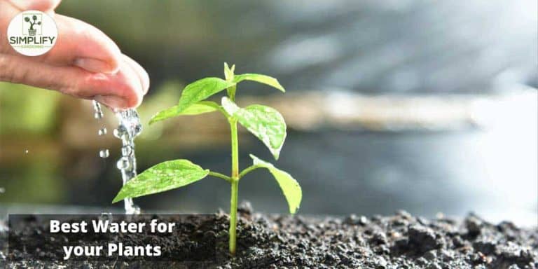 BEST WATER For Plants. What You Need to Know - Simplify Gardening