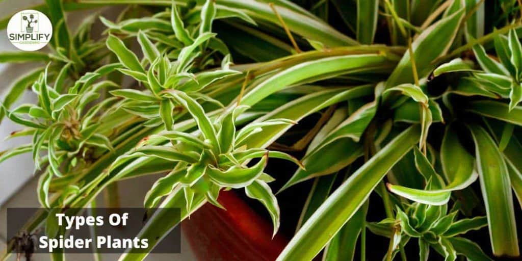 Types Of Spider Plants For Beautiful Structure In Your Home - Simplify ...