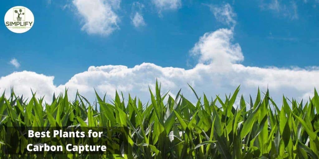 What Are the Best Plants for Carbon Capture? - Simplify Gardening