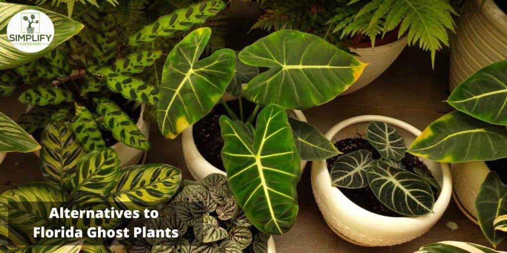 The Philodendron Florida Ghost Plant Care Must-Knownow Tips - Simplify ...