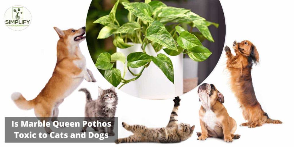 Beautiful Marble Queen Pothos Care Things You NEED to Know - Simplify ...