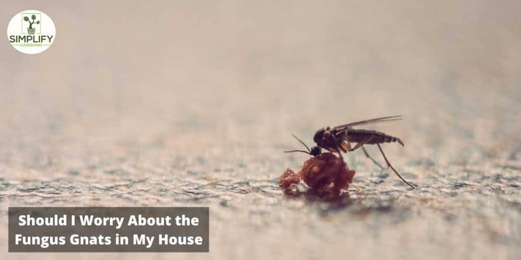 Prevent Fungus Gnats in the House. What You NEED To Know - Simplify ...
