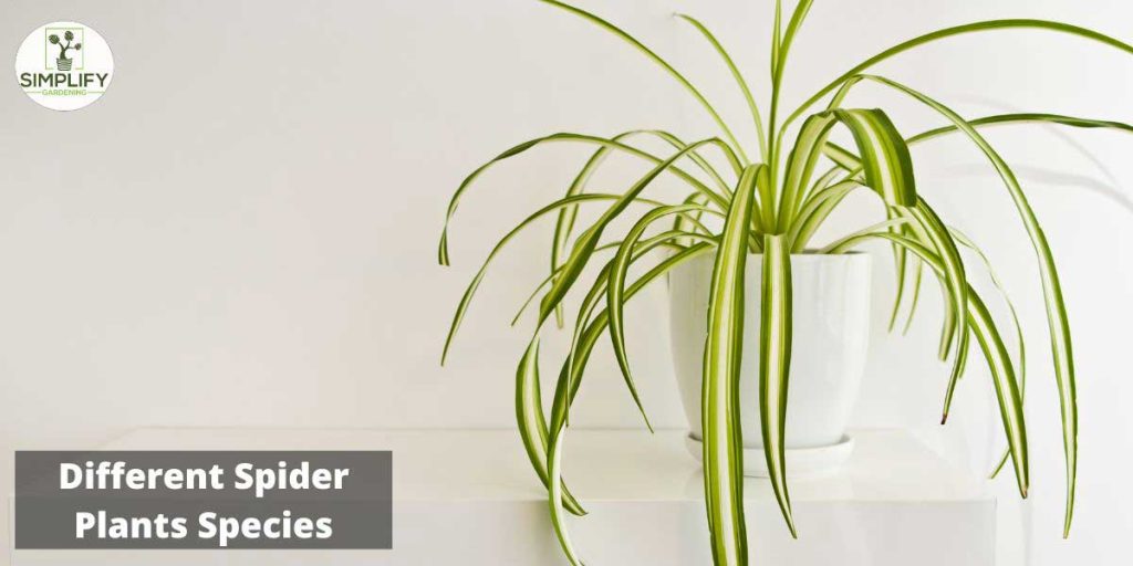Types Of Spider Plants For Beautiful Structure In Your Home - Simplify ...