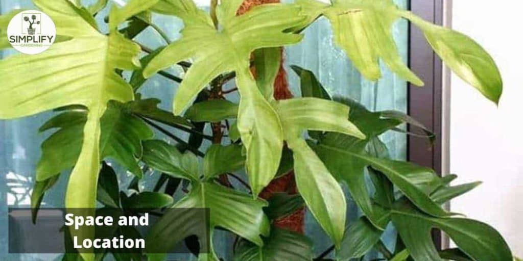 The Philodendron Florida Ghost Plant Care Must-Knownow Tips - Simplify ...