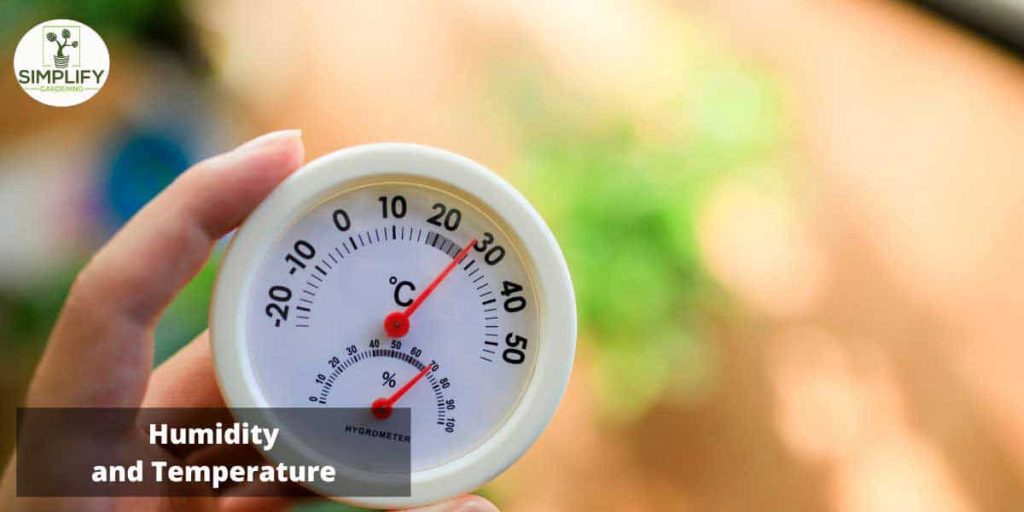 The Ultimate Guide to Philodendron Florida Beauty Care - Simplify Gardening