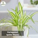 Types Of Spider Plants For Beautiful Structure In Your Home - Simplify ...