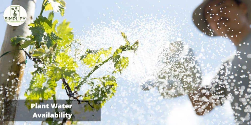 BEST WATER For Plants. What You Need to Know - Simplify Gardening