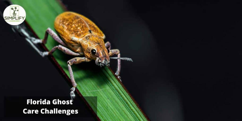 The Philodendron Florida Ghost Plant Care Must-Knownow Tips - Simplify ...