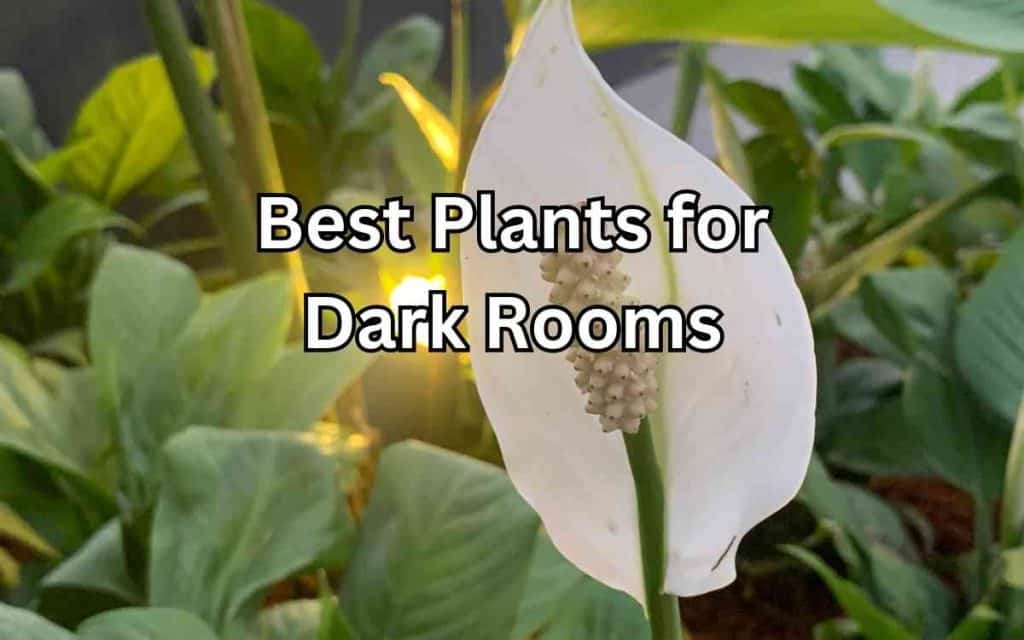 What Are the Best Plants for Dark Rooms? - Simplify Gardening