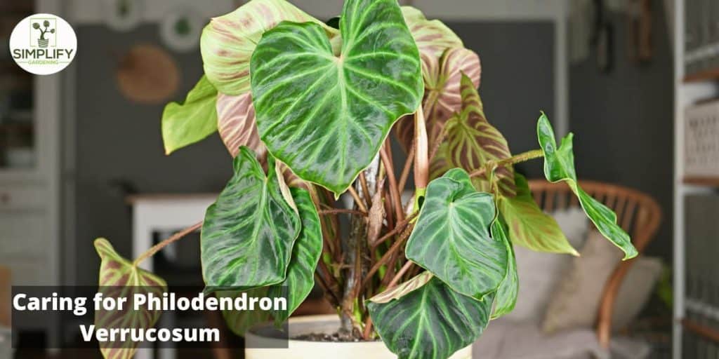 Top Philodendron Splendid Care Tips You Need Now - Simplify Gardening