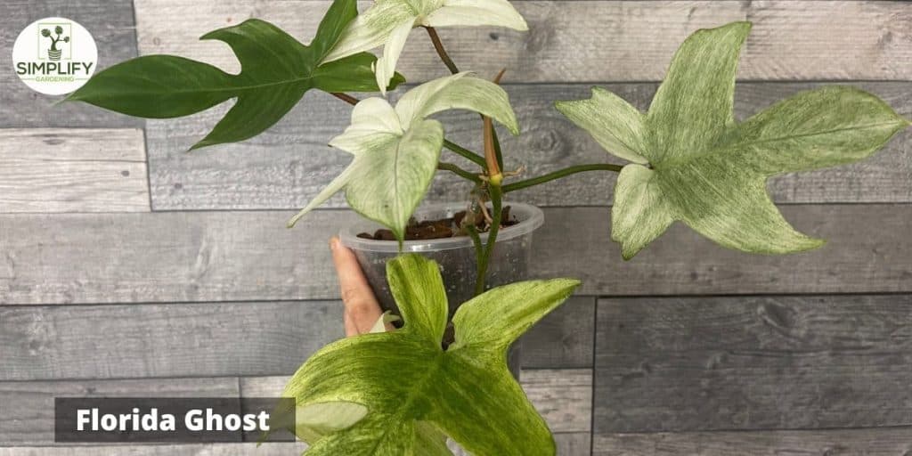 The Philodendron Florida Ghost Plant Care Must-Knownow Tips - Simplify ...