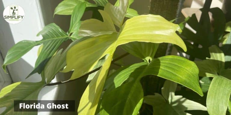 The Philodendron Florida Ghost Plant Care Must-Knownow Tips - Simplify Gardening