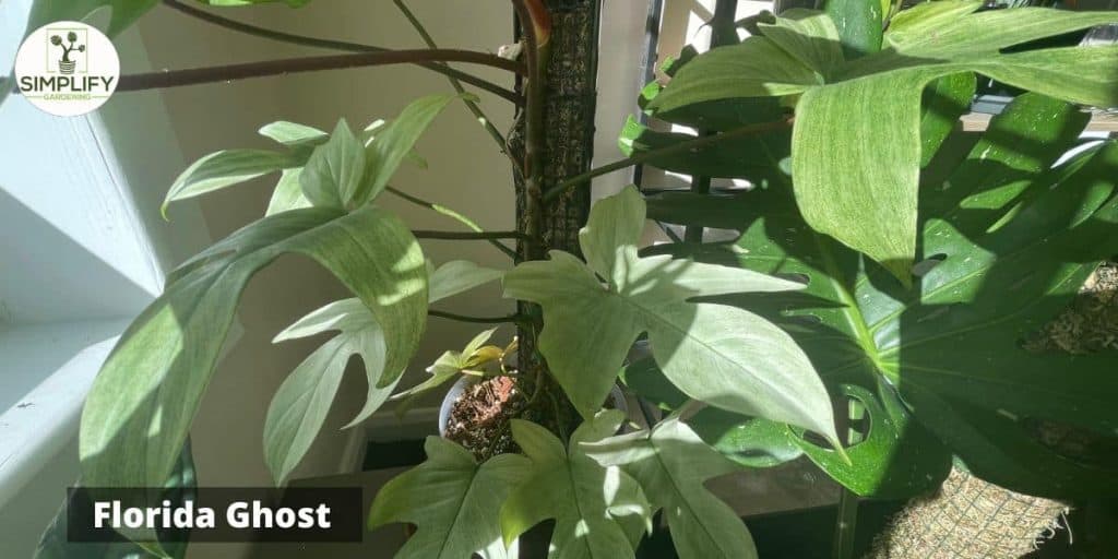 The Philodendron Florida Ghost Plant Care Must-Knownow Tips - Simplify ...