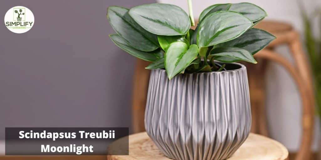 How to Care for the Beautiful Scindapsus Treubii Moonlight - Simplify ...