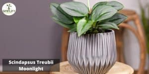 How to Care for the Beautiful Scindapsus Treubii Moonlight - Simplify ...