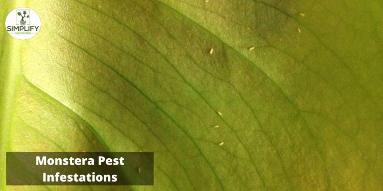 The Ultimate Guide to Monstera Leaves Turning Yellow - Simplify Gardening