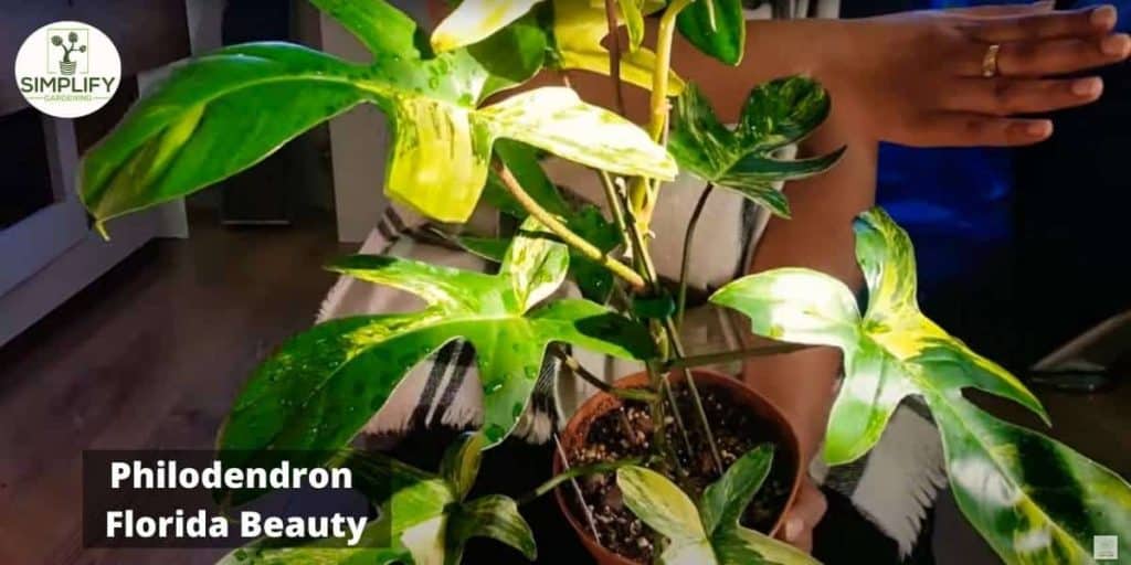 The Ultimate Guide to Philodendron Florida Beauty Care - Simplify Gardening