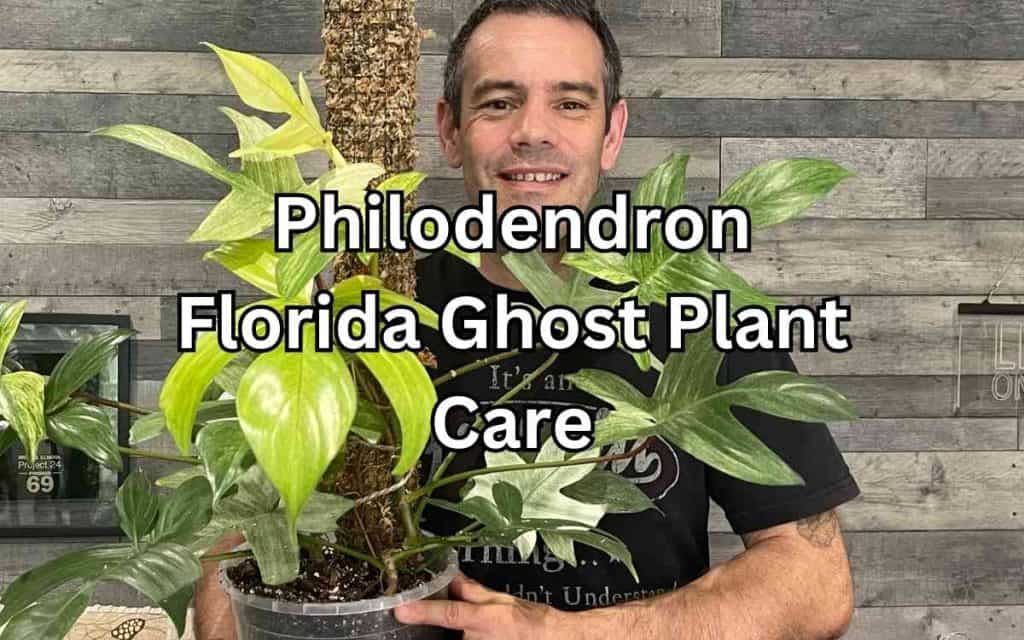 The Philodendron Florida Ghost Plant Care Must-Knownow Tips - Simplify ...