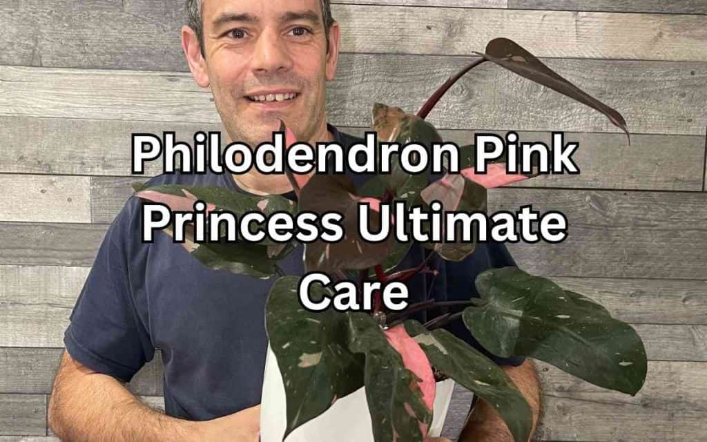 The Ultimate Guide to Philodendron Florida Beauty Care - Simplify Gardening