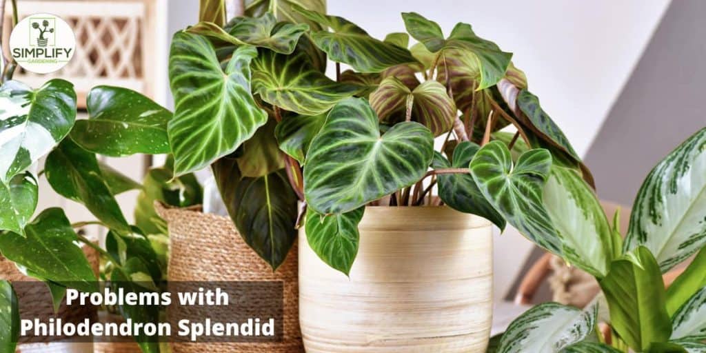 Top Philodendron Splendid Care Tips You Need Now - Simplify Gardening