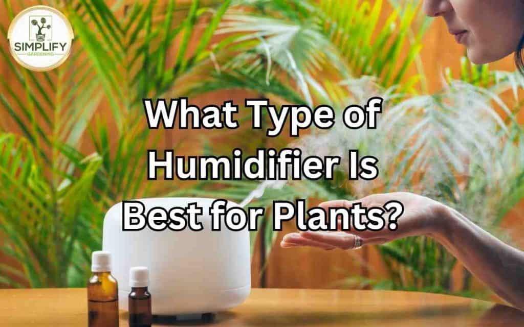 What Type of Humidifier Is Best for Plants? - Simplify Gardening