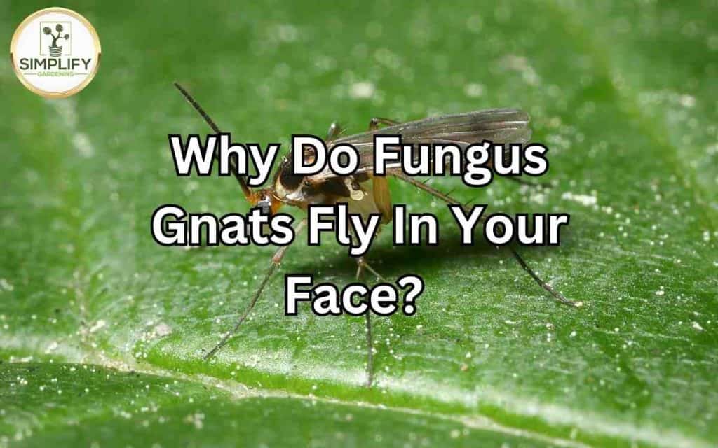 Why Do Fungus Gnats Fly In Your Face? What you Need To know - Simplify ...