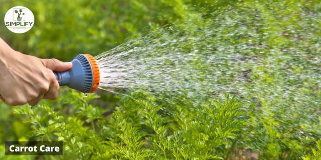 How to Grow Carrots from Carrot Tops - Simplify Gardening