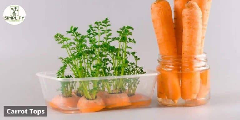 How to Grow Carrots from Carrot Tops - Simplify Gardening