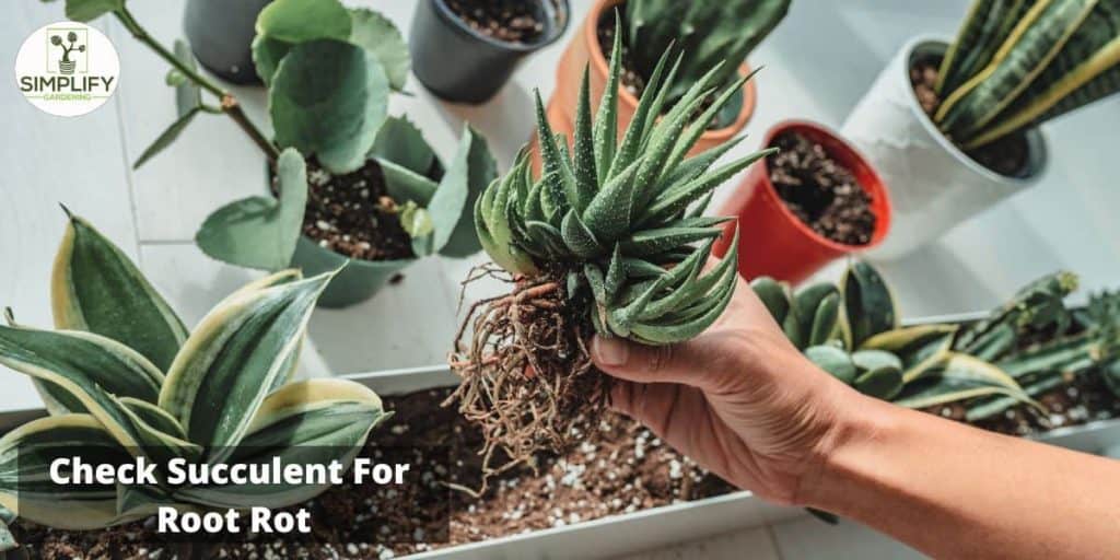 How to Prune a Succulent For Better Growth - Simplify Gardening