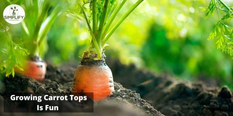 How to Grow Carrots from Carrot Tops - Simplify Gardening