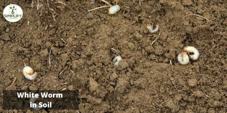 Discover the Best Ways to Control White Worms in Soil - Simplify Gardening
