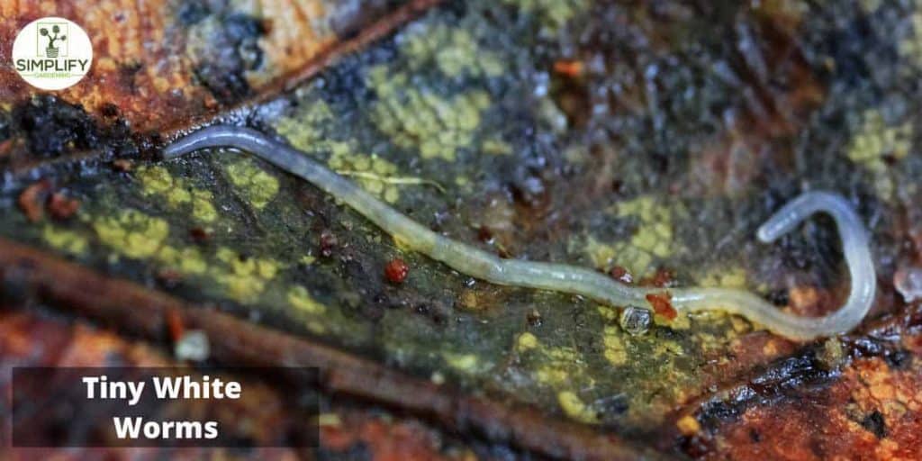 Discover the Best Ways to Control White Worms in Soil - Simplify Gardening