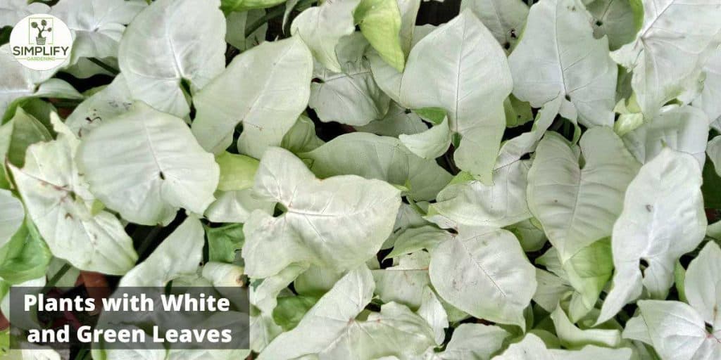 21 Plants With White and Green Leaves for stunning effects! - Simplify ...