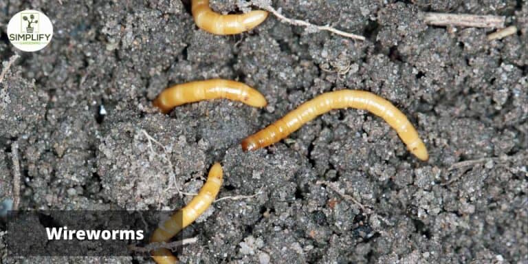 Discover the Best Ways to Control White Worms in Soil - Simplify Gardening