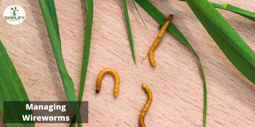 Discover the Best Ways to Control White Worms in Soil - Simplify Gardening