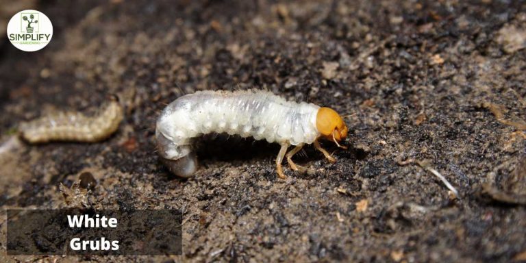 Discover the Best Ways to Control White Worms in Soil - Simplify Gardening