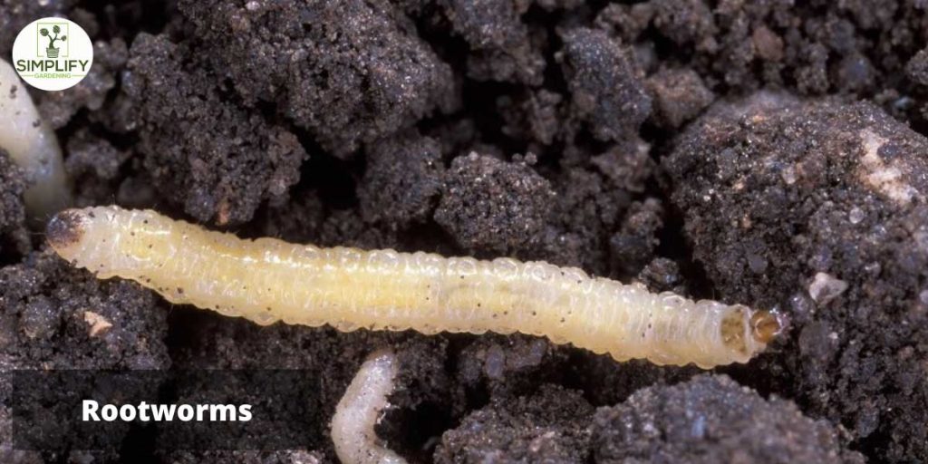 Discover the Best Ways to Control White Worms in Soil - Simplify Gardening