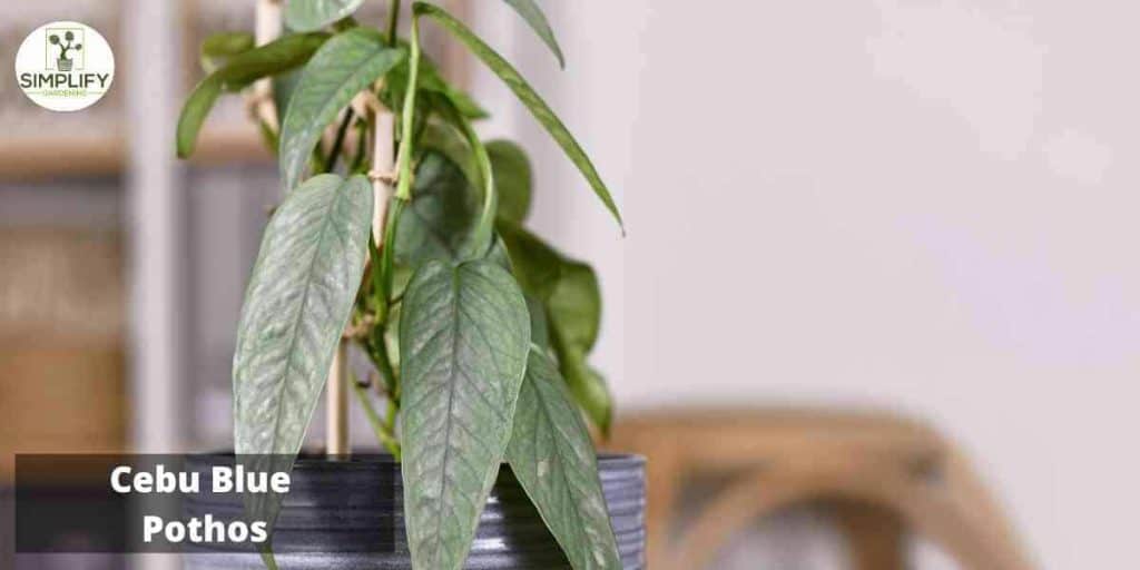 Get Ready to Fall in Love With the Gorgeous Cebu Blue Pothos - Simplify ...