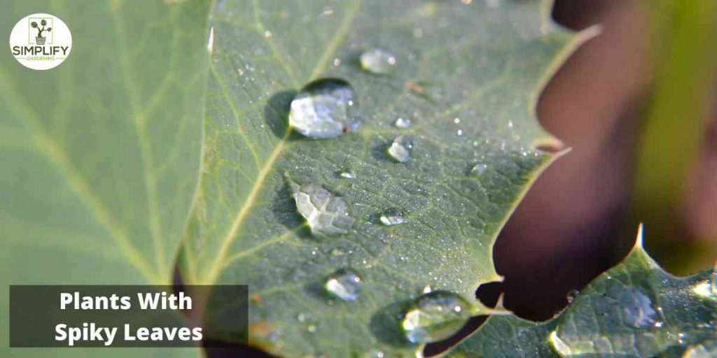 Spiky-Leaved Plants: 17 Beautiful Varieties - Simplify Gardening