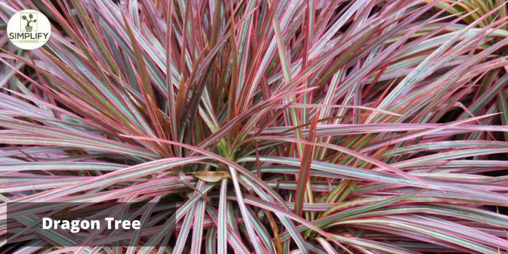 Spiky-Leaved Plants: 17 Beautiful Varieties - Simplify Gardening