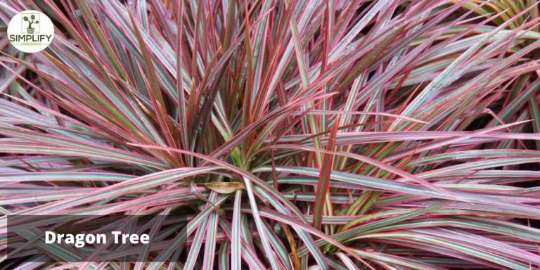 Spiky-Leaved Plants: 17 Beautiful Varieties - Simplify Gardening