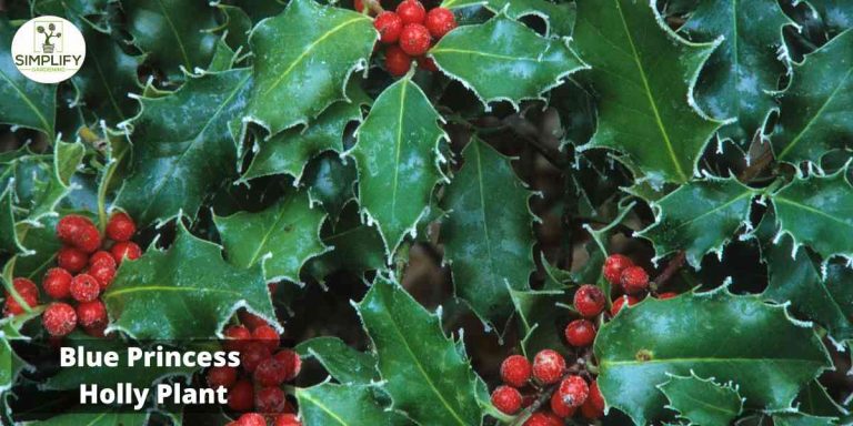 Spiky-Leaved Plants: 17 Beautiful Varieties - Simplify Gardening